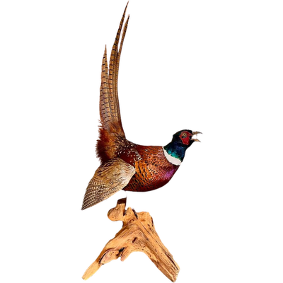 Mooie Opgezette Fazant Taxidermy Pheasant Fazantenhaan | Overige ...