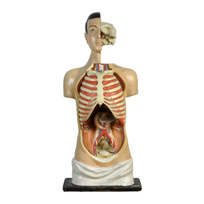 Anatomisch Model, 1950'S | Beeldje | Reliving