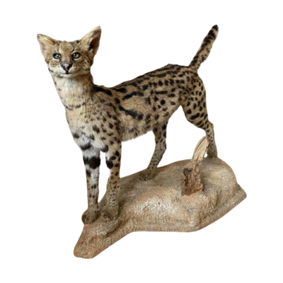 Taxidermie , Opgezette Serval , Wilde Afrikaanse Kat | Overige ...