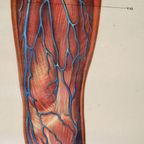 Bekijk Vintage Xl Anatomische Poster Bloedvaten Circulatie Bloedsomloop ...