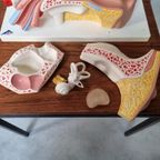 Bekijk Anatomisch Model Oor, 5-Delig op Reliving 🤩